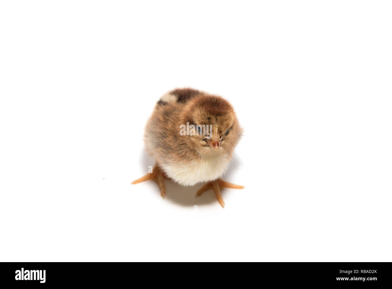 One little chicken standing on white background Stock Photo - Alamy