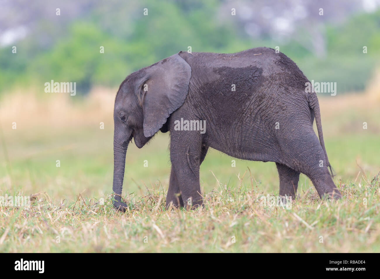 one natural african elephant cub (loxodonta africana) browsing in ...