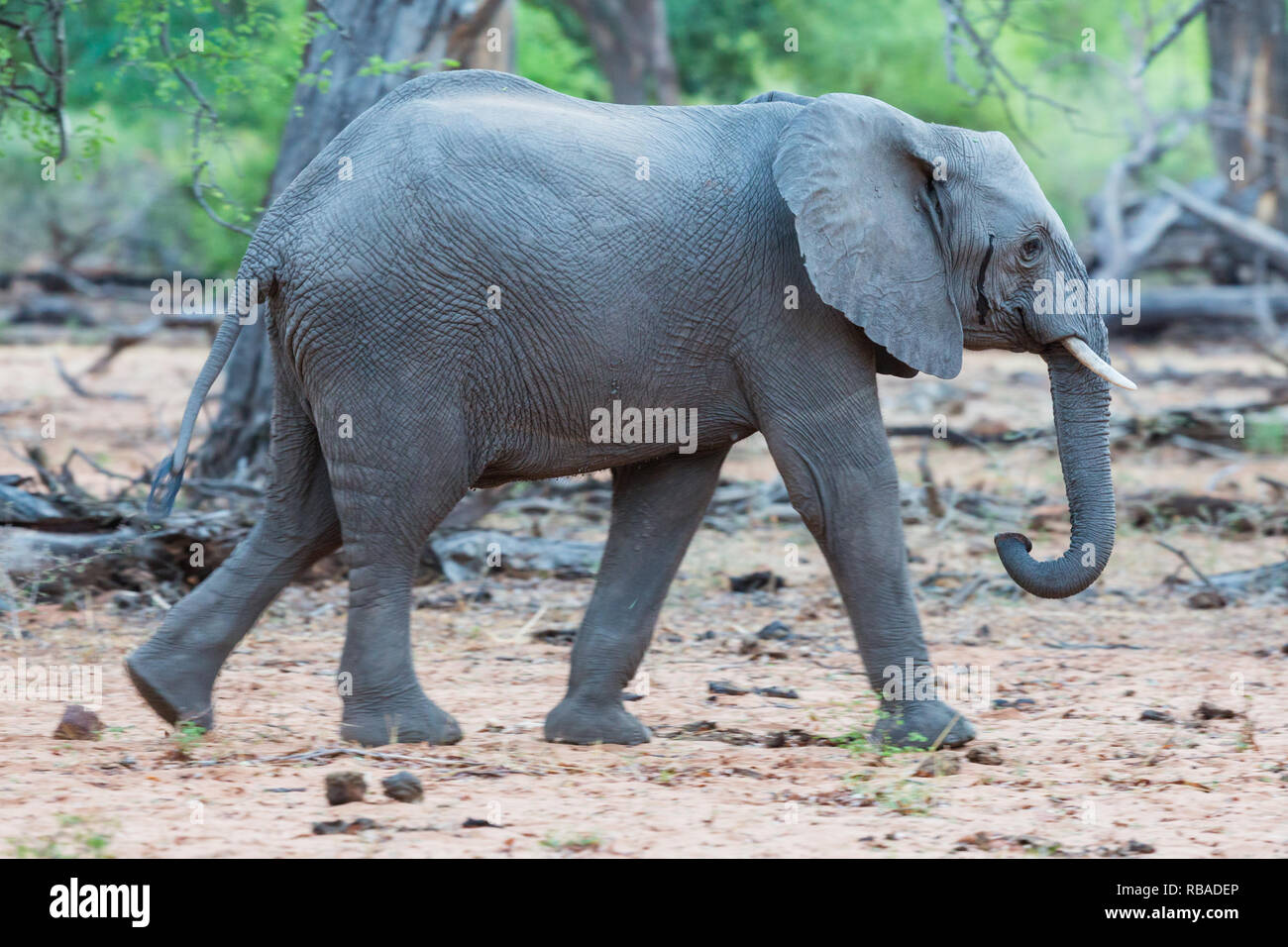 adolescent natural wild african elephant (loxodonta africana) walking ...