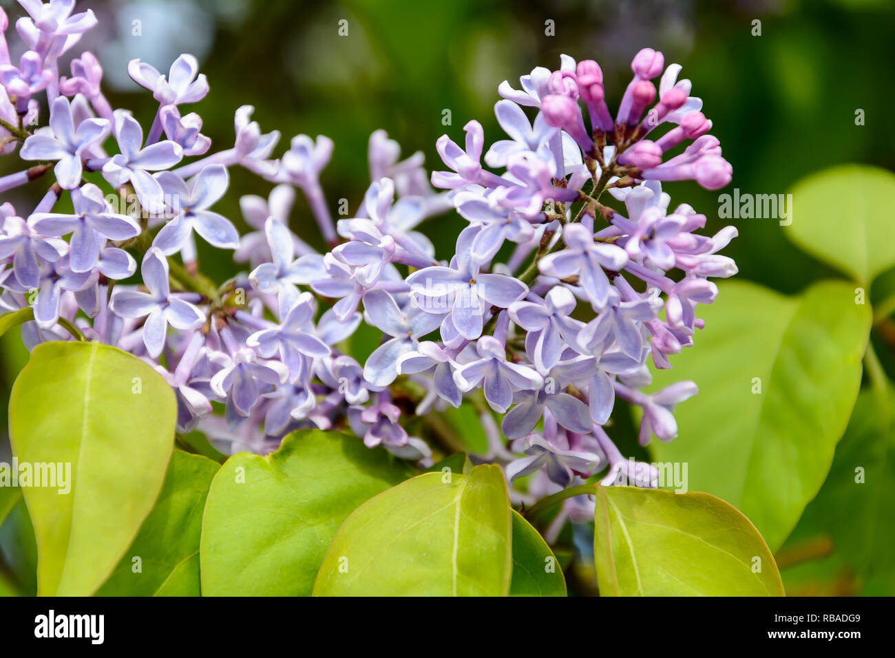 Lilac grove hi-res stock photography and images - Alamy