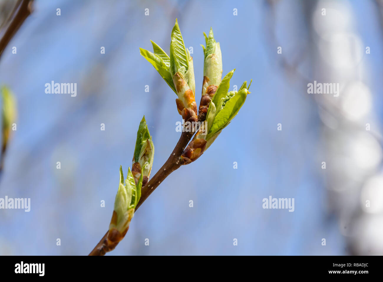 The appearance of leaves on trees in spring Stock Photo - Alamy