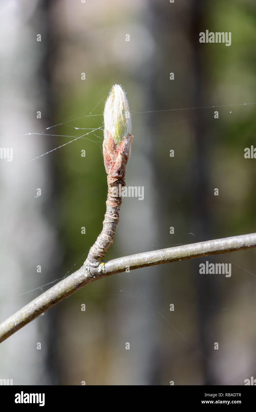 The appearance of leaves on trees in spring Stock Photo - Alamy