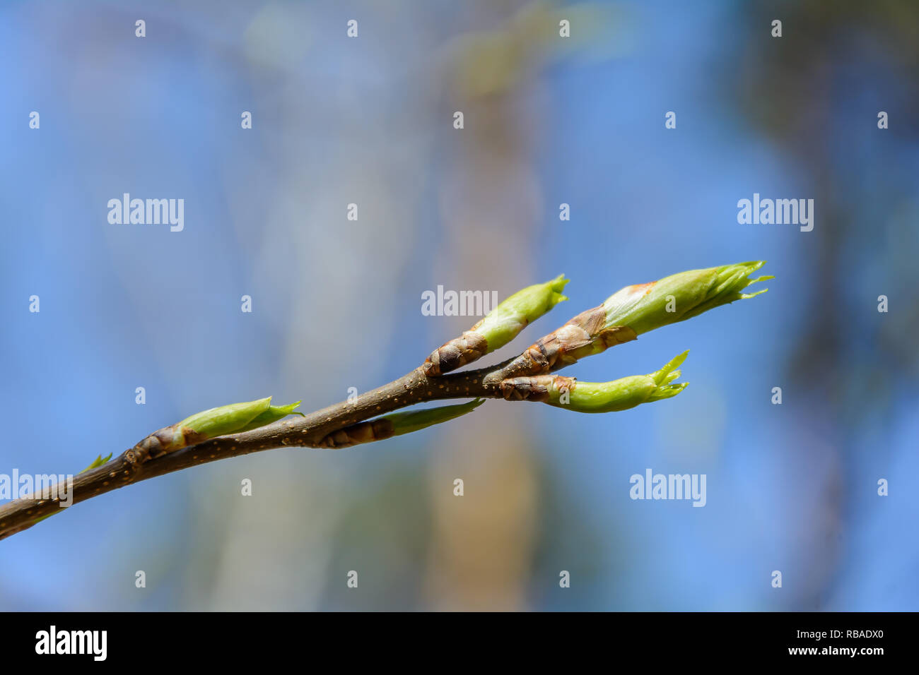 The appearance of leaves on trees in spring Stock Photo - Alamy