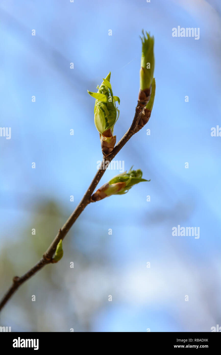 The appearance of leaves on trees in spring Stock Photo - Alamy