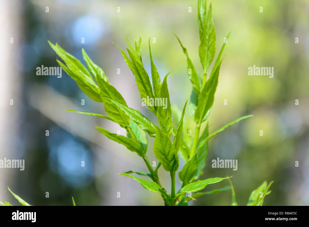 The appearance of leaves on trees in spring Stock Photo - Alamy