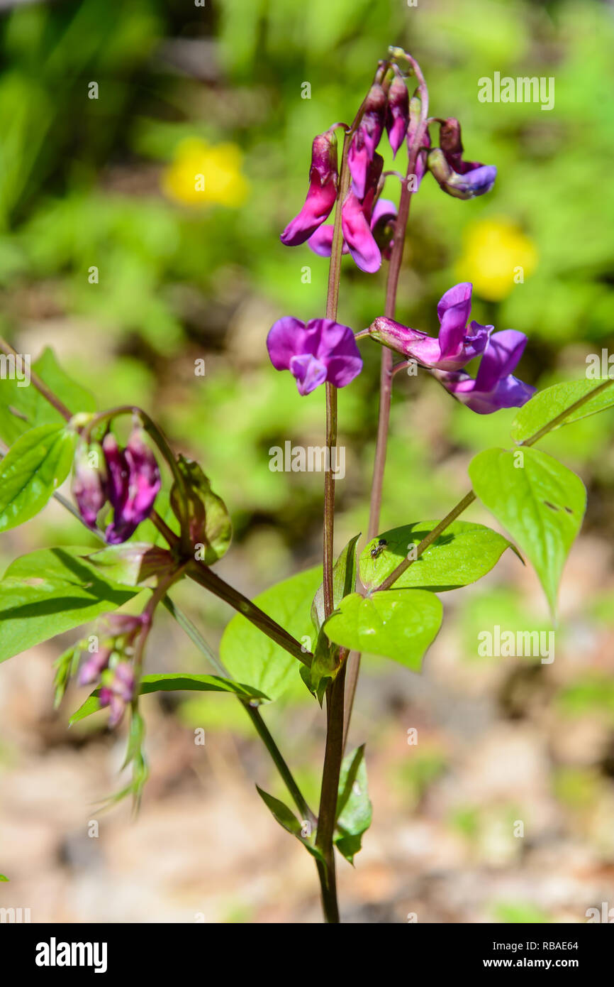 Spring flowers in the forest Stock Photo - Alamy