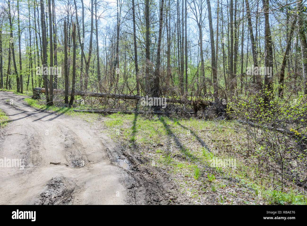 Fallen dead tree in the forest Stock Photo - Alamy