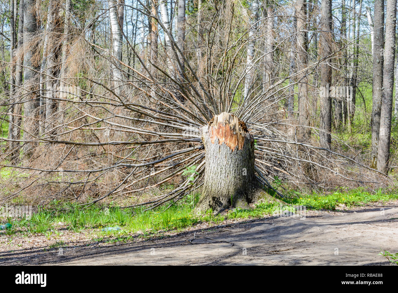 Fallen dead tree in the forest Stock Photo - Alamy