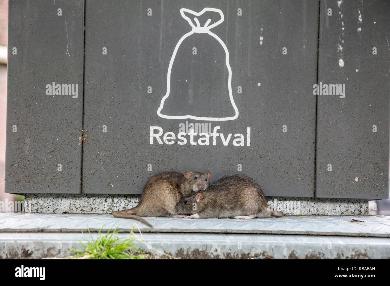 Garbage rats hi-res stock photography and images - Alamy