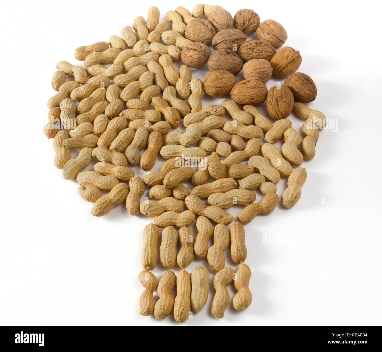 Peanuts and walnuts on a white background in the shape of a tree Stock ...
