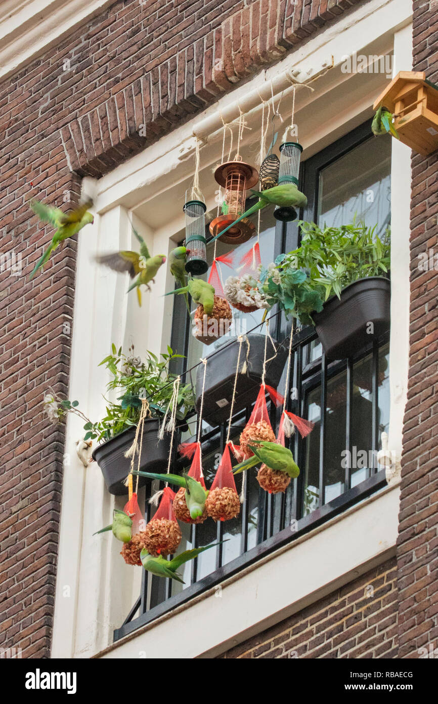 The Netherlands, Amsterdam, Rose-ringed parakeets (Psittacula krameri ...