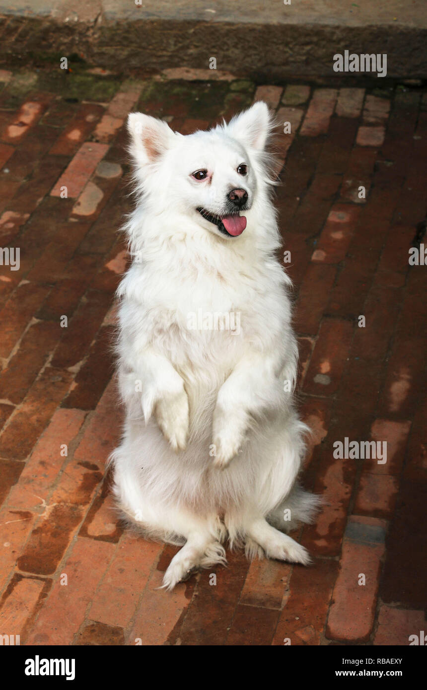 Sitting on his hind legs hi-res stock photography and images - Alamy