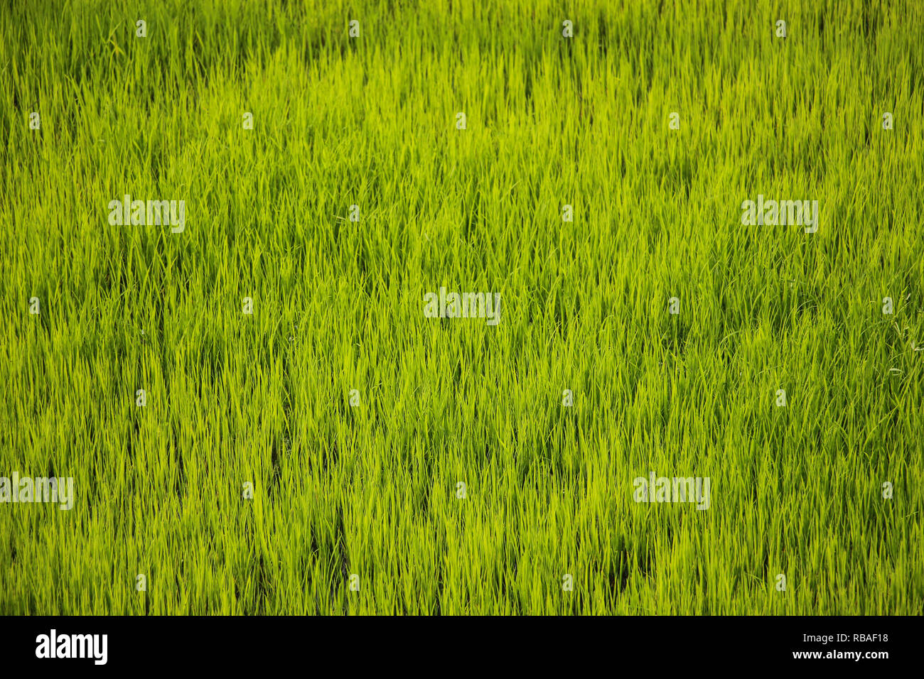 Green rice field Stock Photo - Alamy
