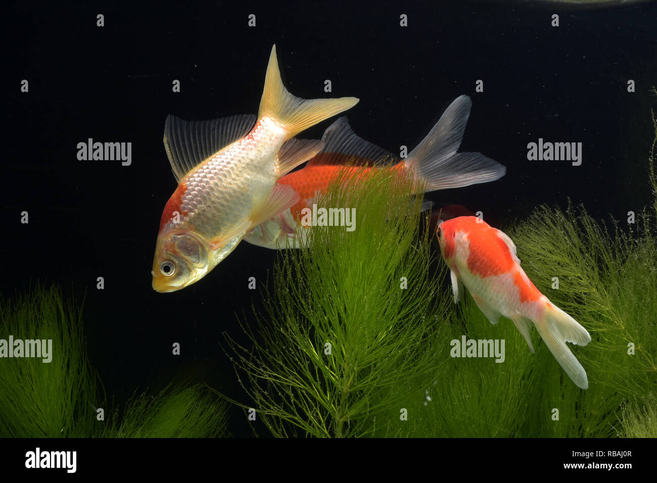 A collection of koi fish swimming in the water Stock Photo - Alamy