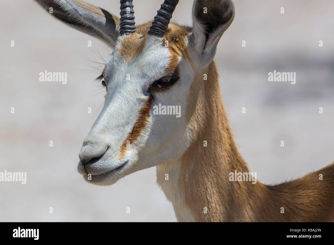 Springbok with horns hi-res stock photography and images - Alamy