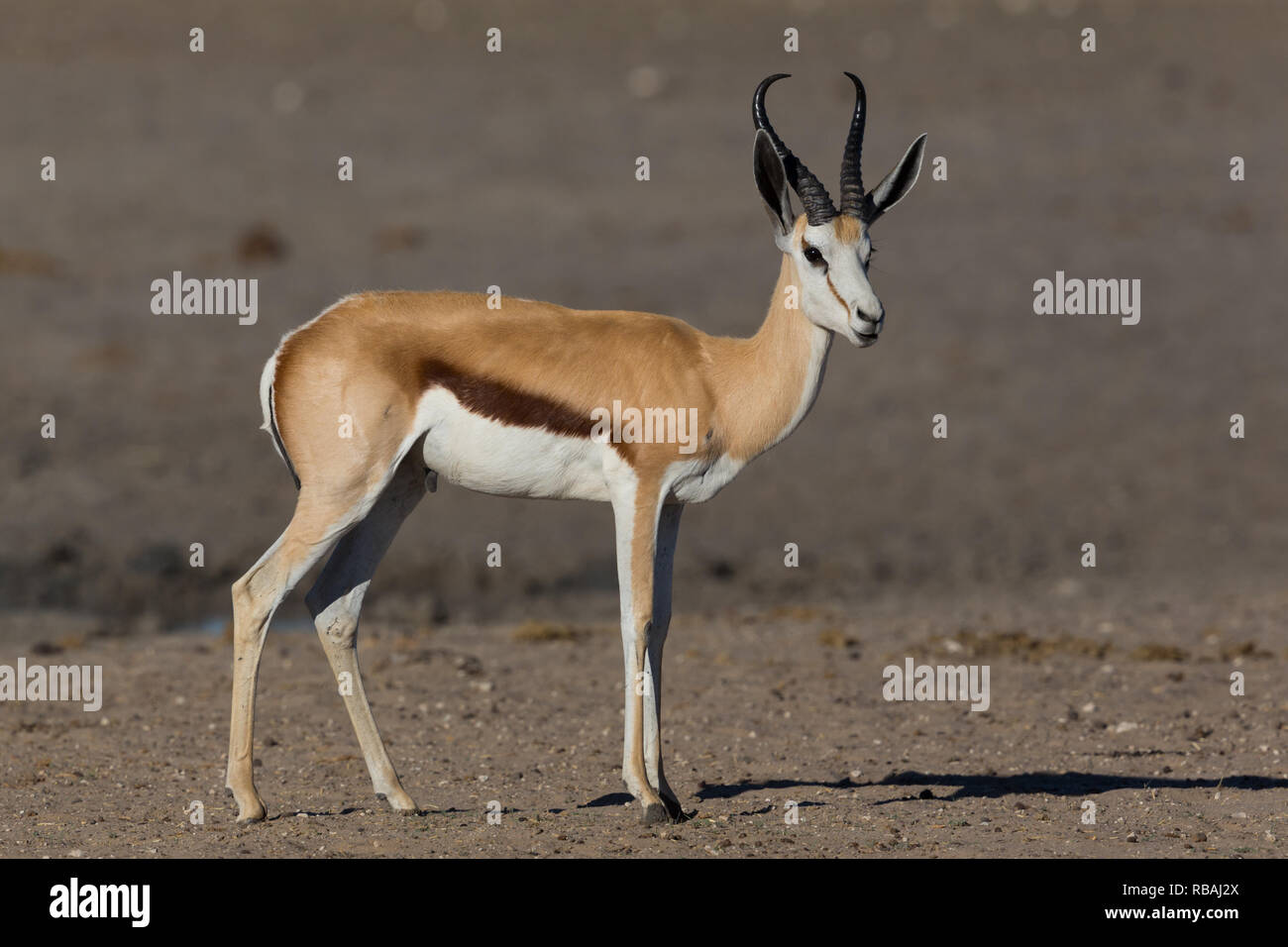 detailed side view on natural springbok (antidorcas marsupialis ...