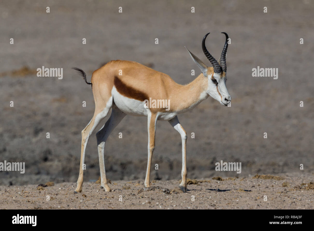 detailed side view on natural horned standing springbok (antidorcas ...