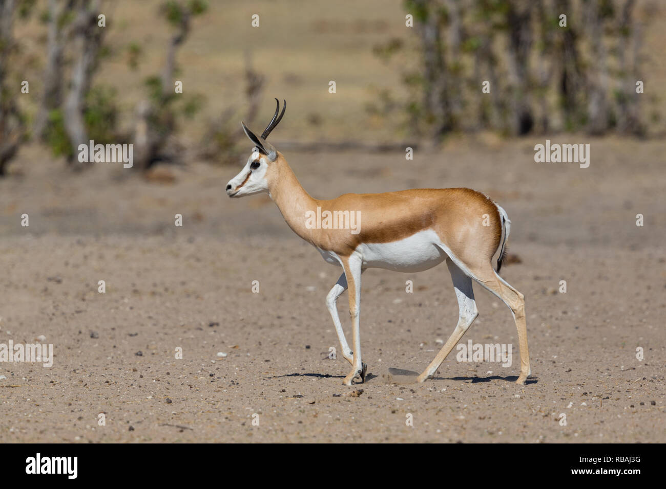 side view natural springbok antelope (antidorcas marsupialis) walking ...