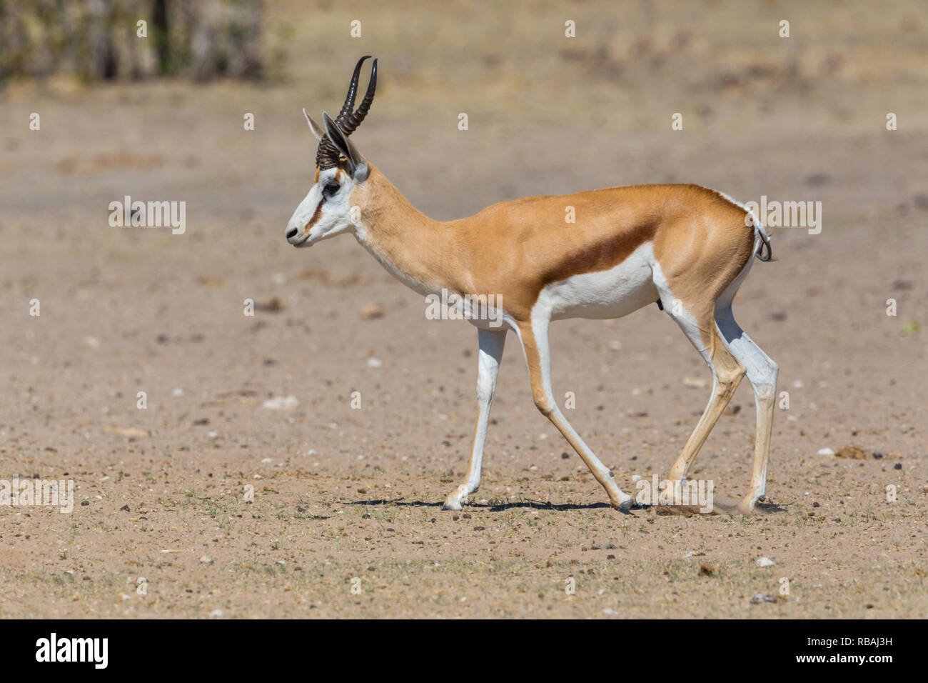 side view natural springbok antelope (antidorcas marsupialis) walking ...