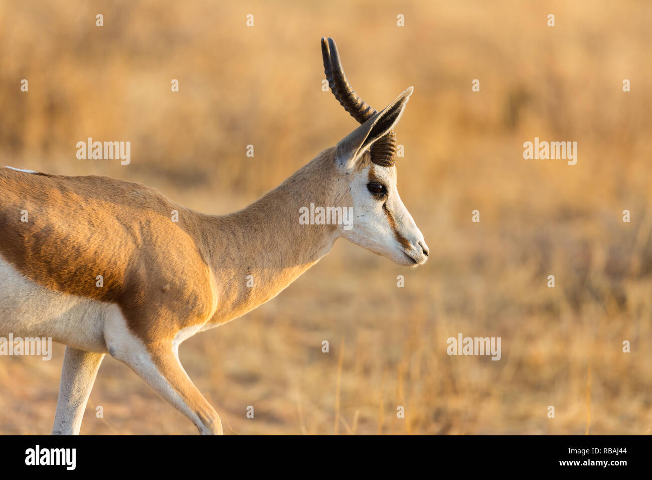 close side view on natural springbok antelope (antidorcas marsupialis ...