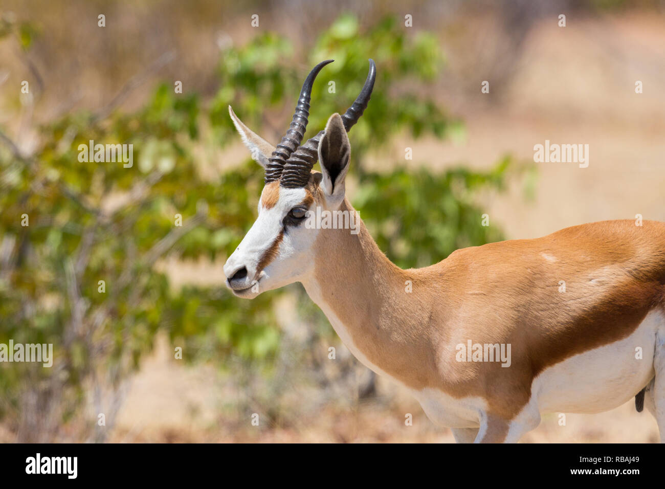 Springbok with horns hi-res stock photography and images - Alamy