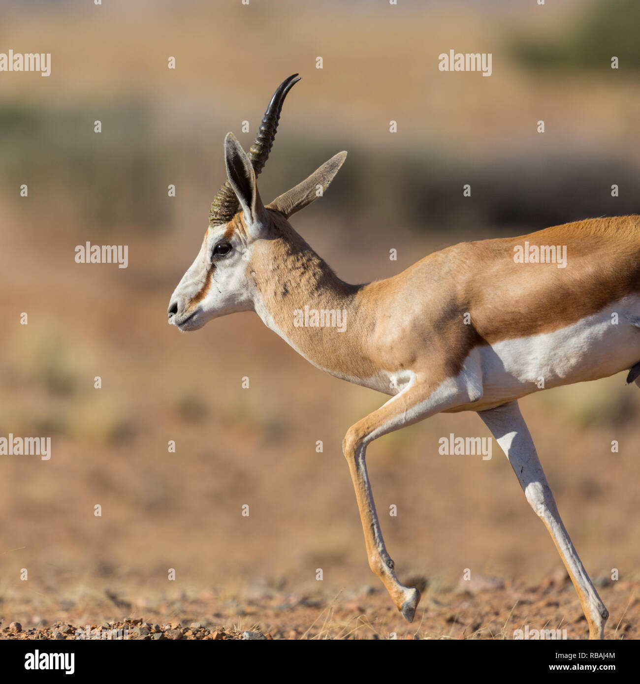Springbok running hi-res stock photography and images - Alamy