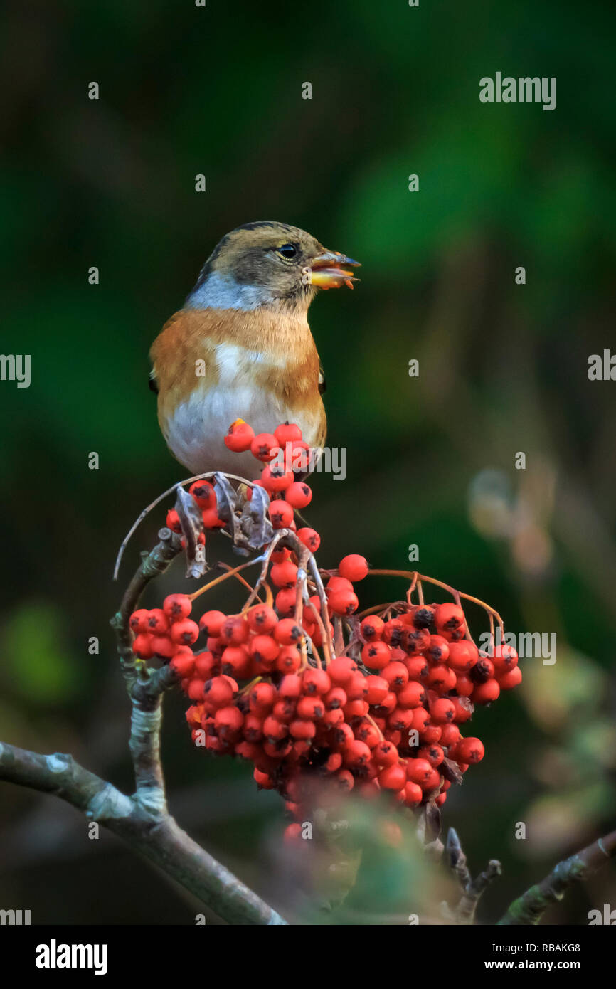 Closeup of a brambling bird, Fringilla montifringilla, in winter ...