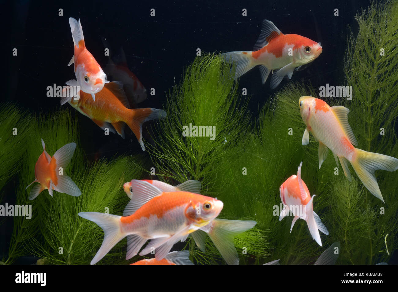 A collection of koi fish swimming in the water Stock Photo - Alamy