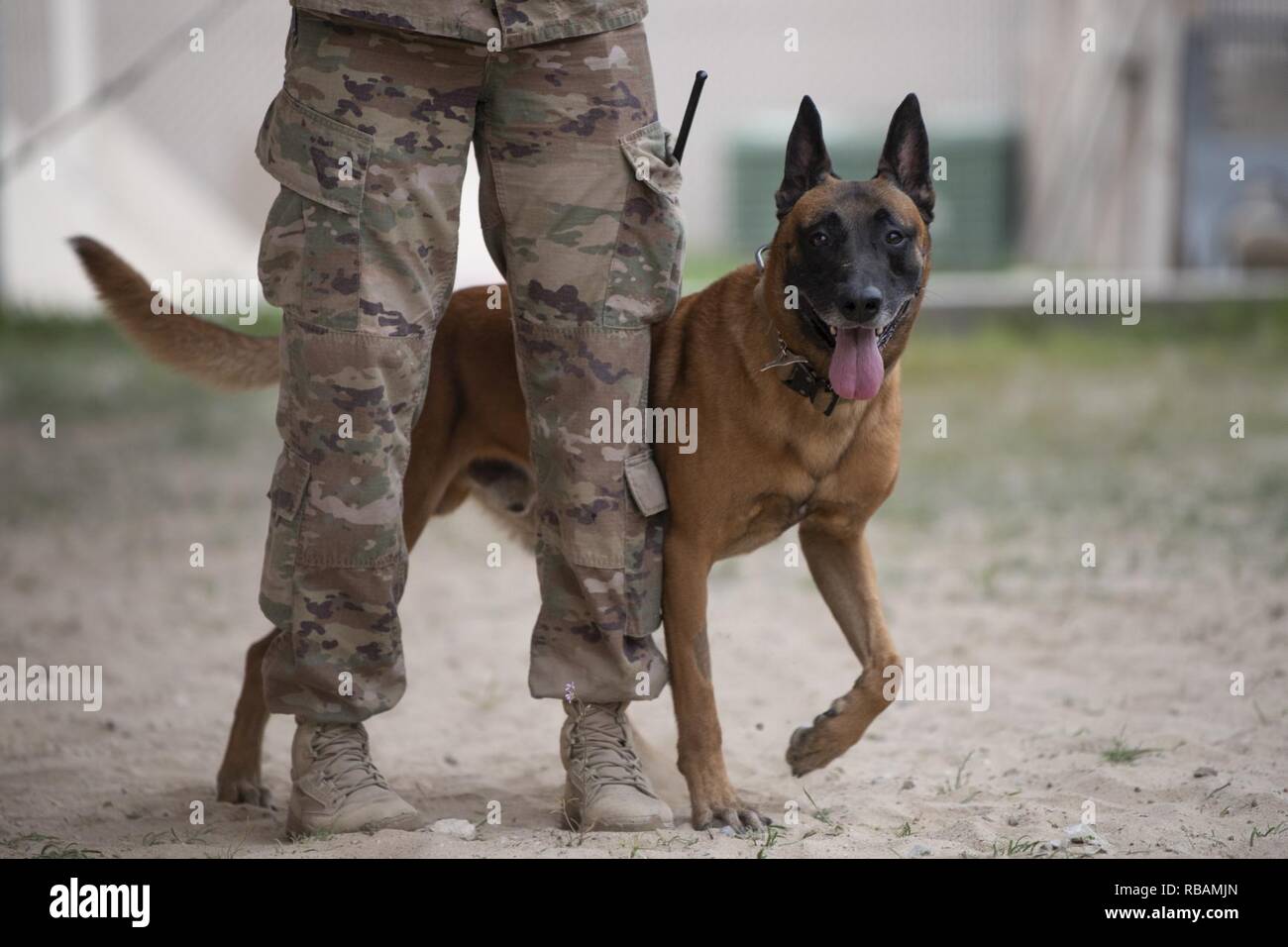 Military Working Dog LLoren, a patrol and explosive detector dog ...
