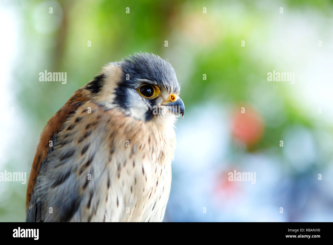 Beautiful profile of a kestrel in the nature with a natural background ...