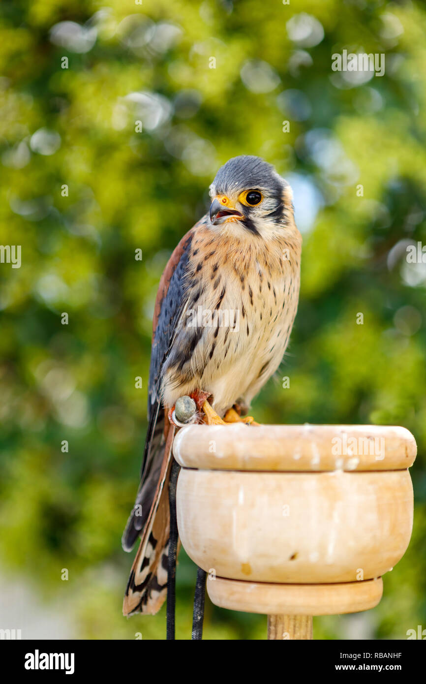 Beautiful profile of a kestrel in captivity Stock Photo - Alamy