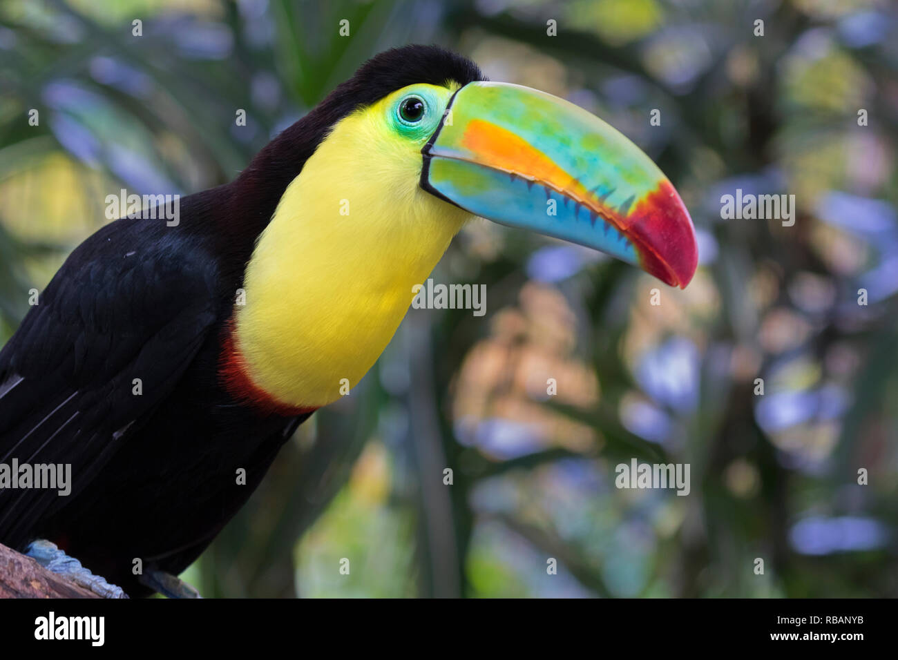 Keel-billed Toucan (Ramphastos sulfuratus), bird of Belize, at ...