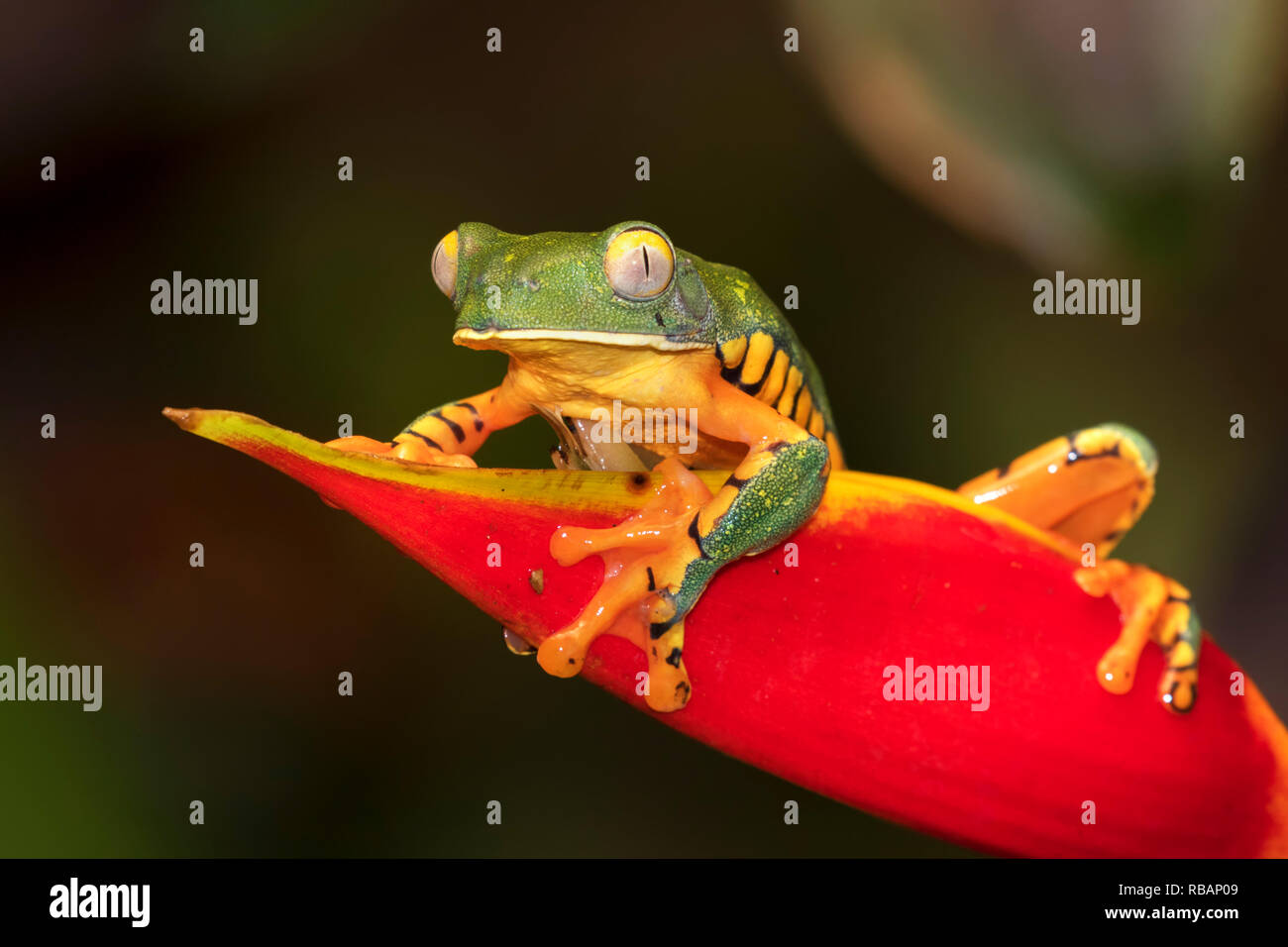 Super tiger-legged monkey tree frog (Phyllomedusa tomopterna) sitting ...