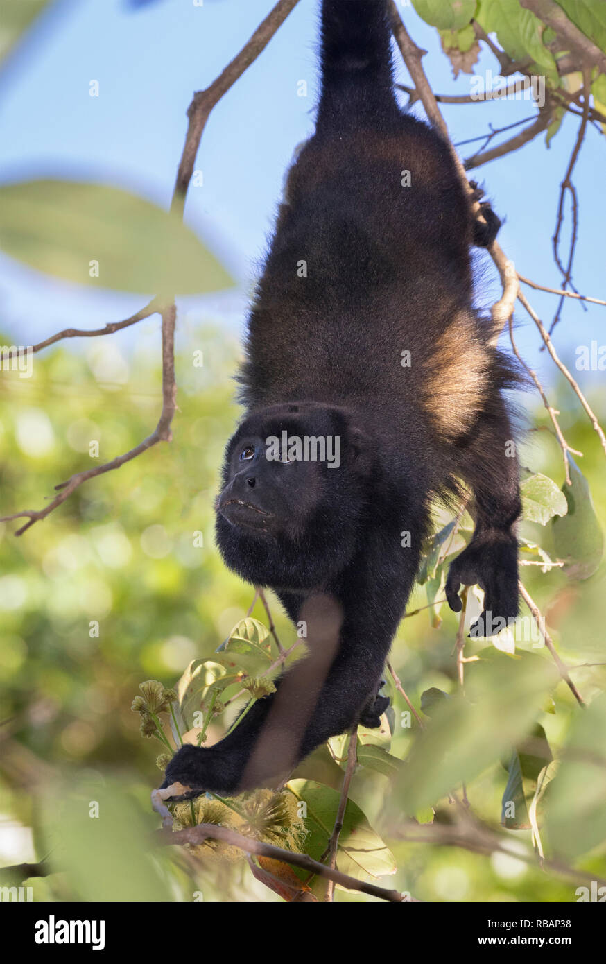 Mantled howler monkey (Alouatta palliata) eating flowers, Puntarenas ...