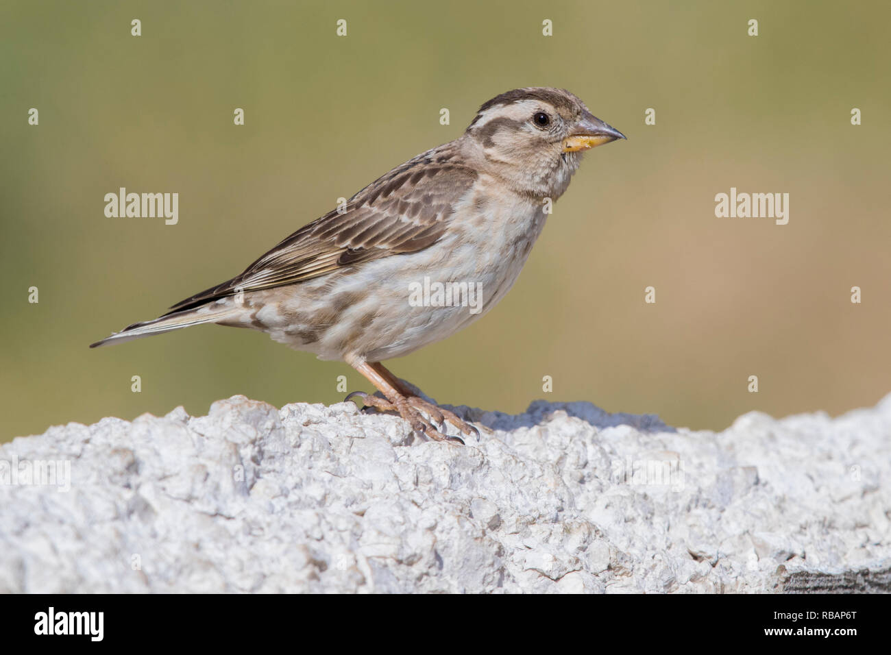 Sparrow birds sparrows hi-res stock photography and images - Alamy