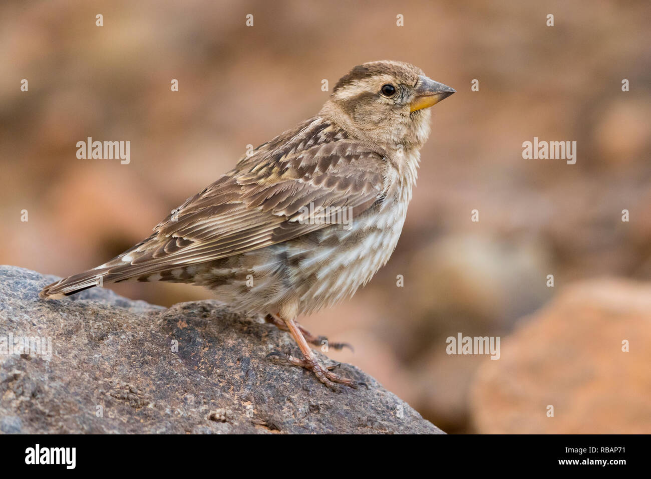 Rock Sparrow (Petronia petronia barbara), side view of an adult ...