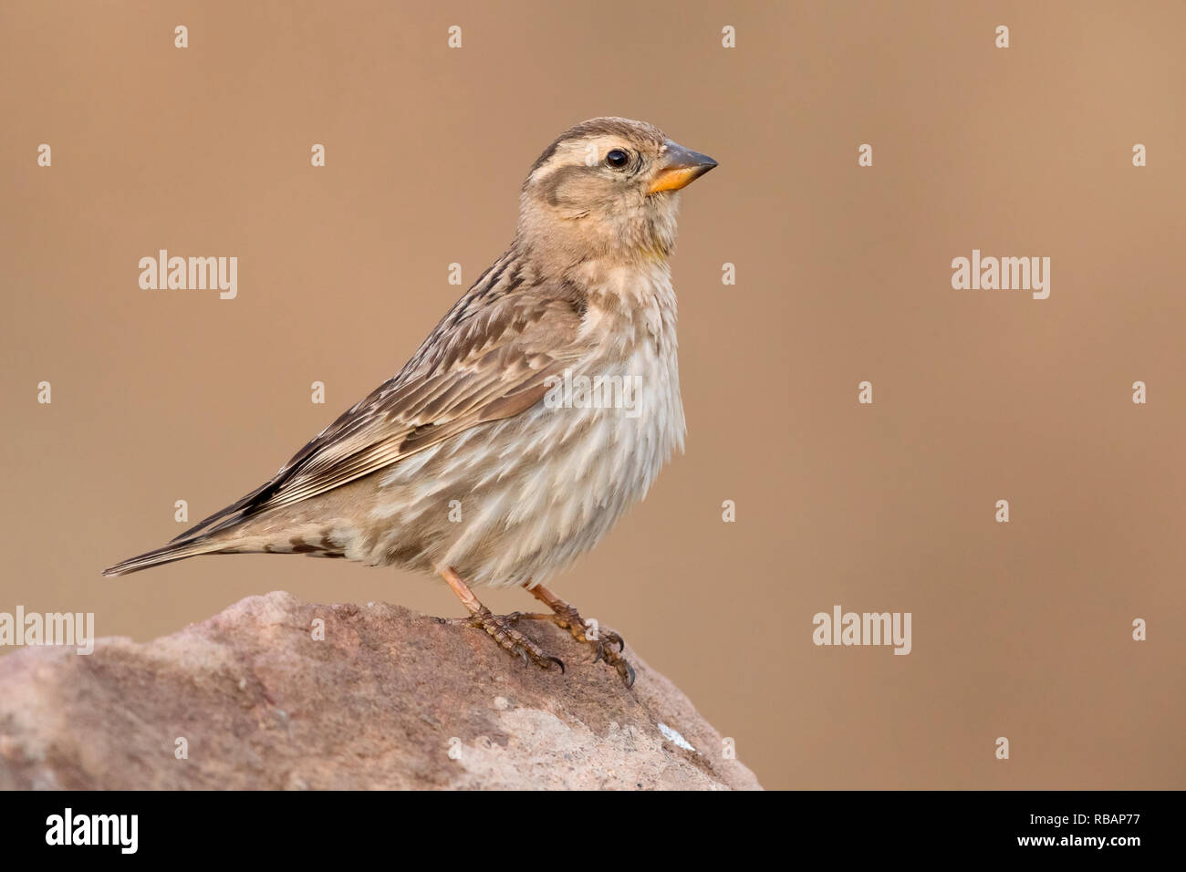 Rock Sparrow (Petronia petronia barbara),side view of an adult standing ...