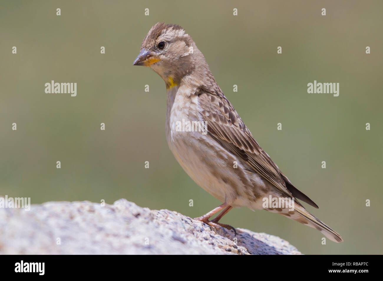 Petronia petronia barbara hi-res stock photography and images - Alamy