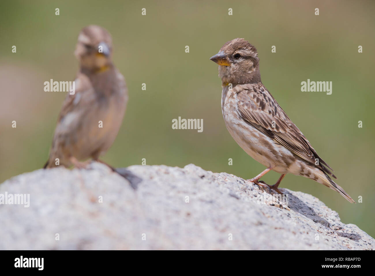 Rock Sparrow (Petronia petronia barbara), two adults standing on a ...