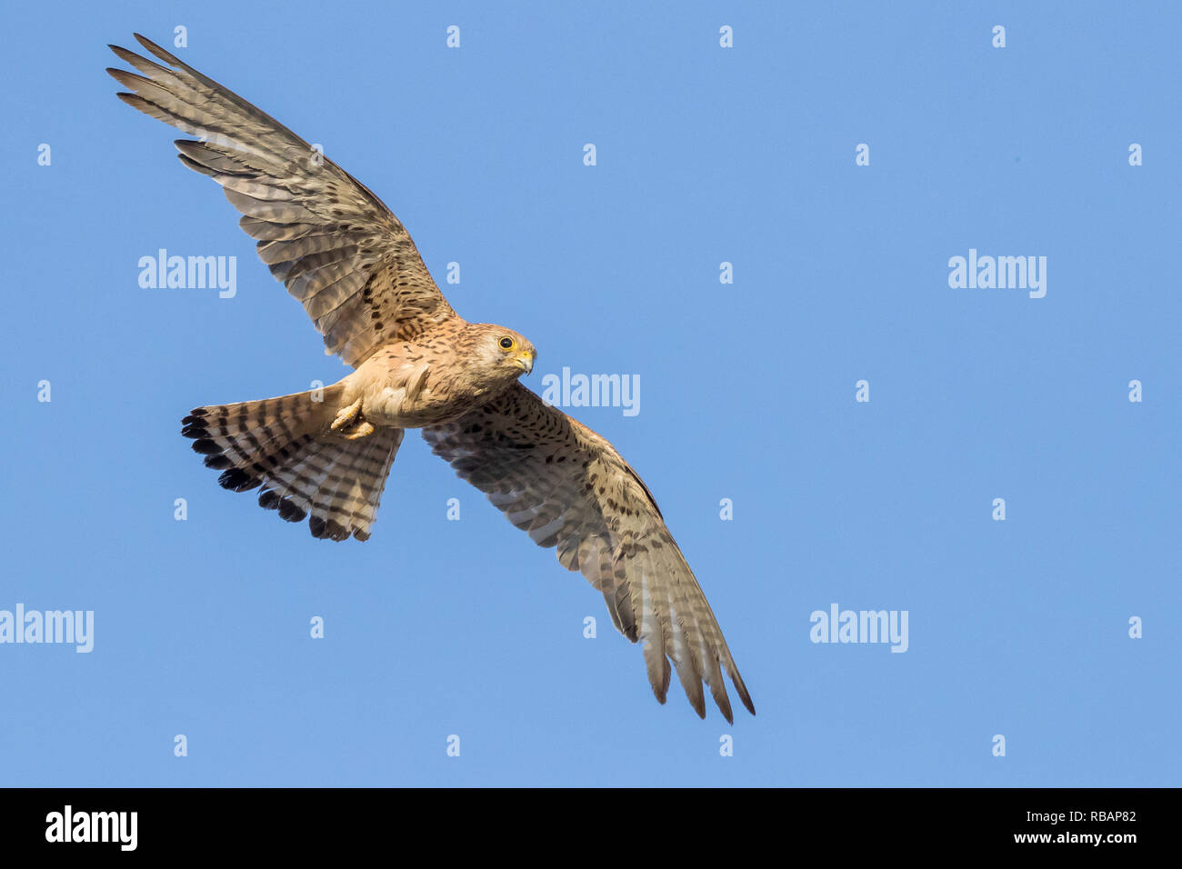 Lesser Kestrel (Falco naumanni), adult female in flight seen from below ...
