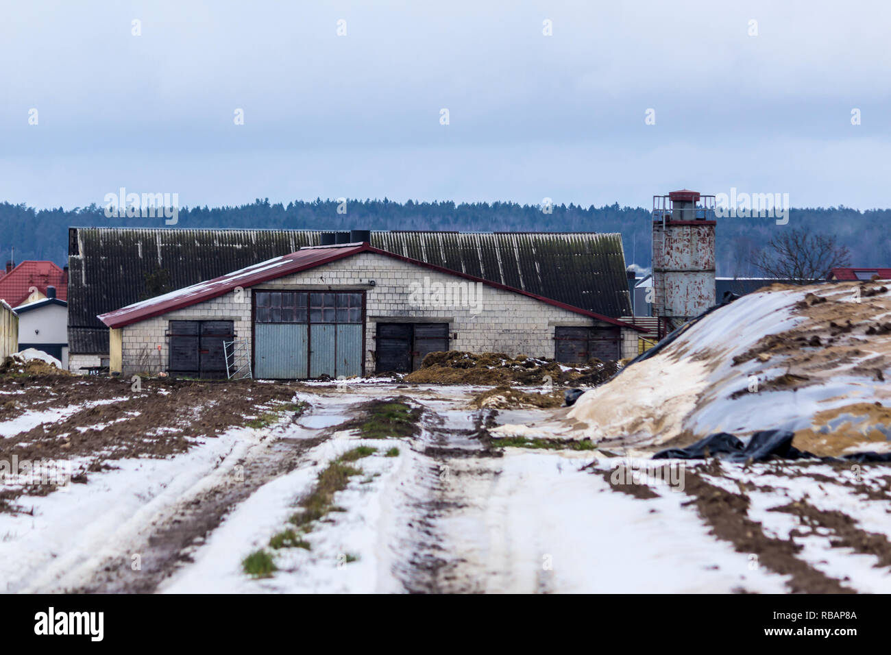 Snow-covered field. The road leads to the dairy farm barn. Silo storage ...