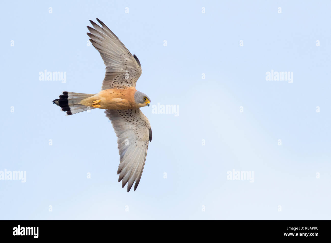 Lesser Kestrel (Falco naumanni), adult male in flight seen from below ...