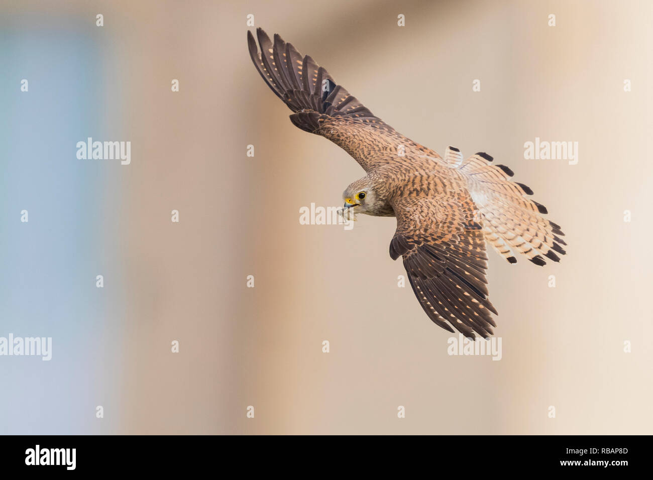 Female in flight from above hi-res stock photography and images - Alamy