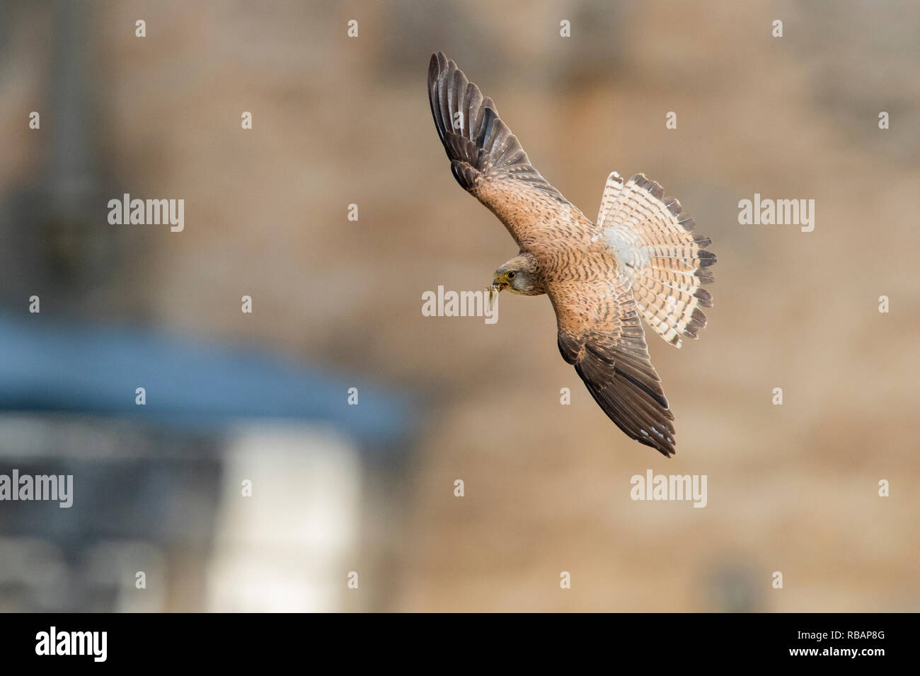 Lesser Kestrel (Falco naumanni Stock Photo - Alamy