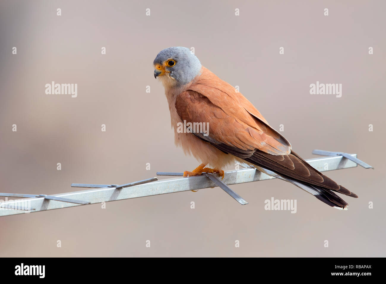 Lesser Kestrel (Falco naumanni), adult male perched on an antenna in ...