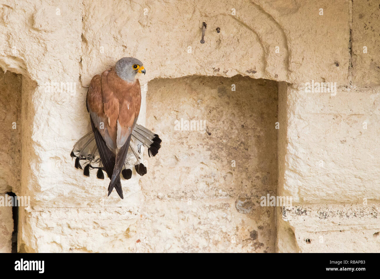 Grabbing the bird hi-res stock photography and images - Alamy