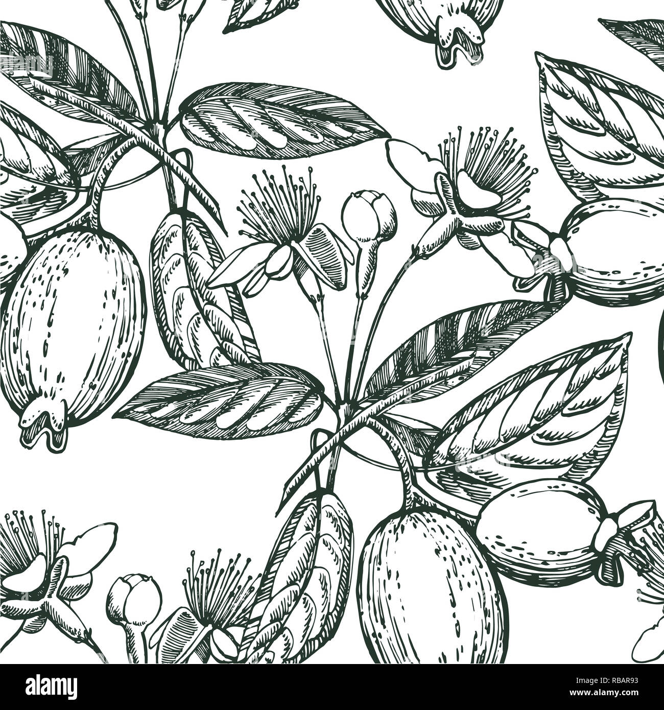 Collection of feijoa fruit, flower, leaves and feijoa slice. Graphic ...