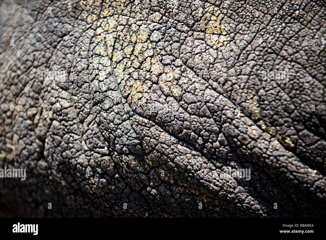 Detail shots of an African Elephant whilst it was under sedation for ...