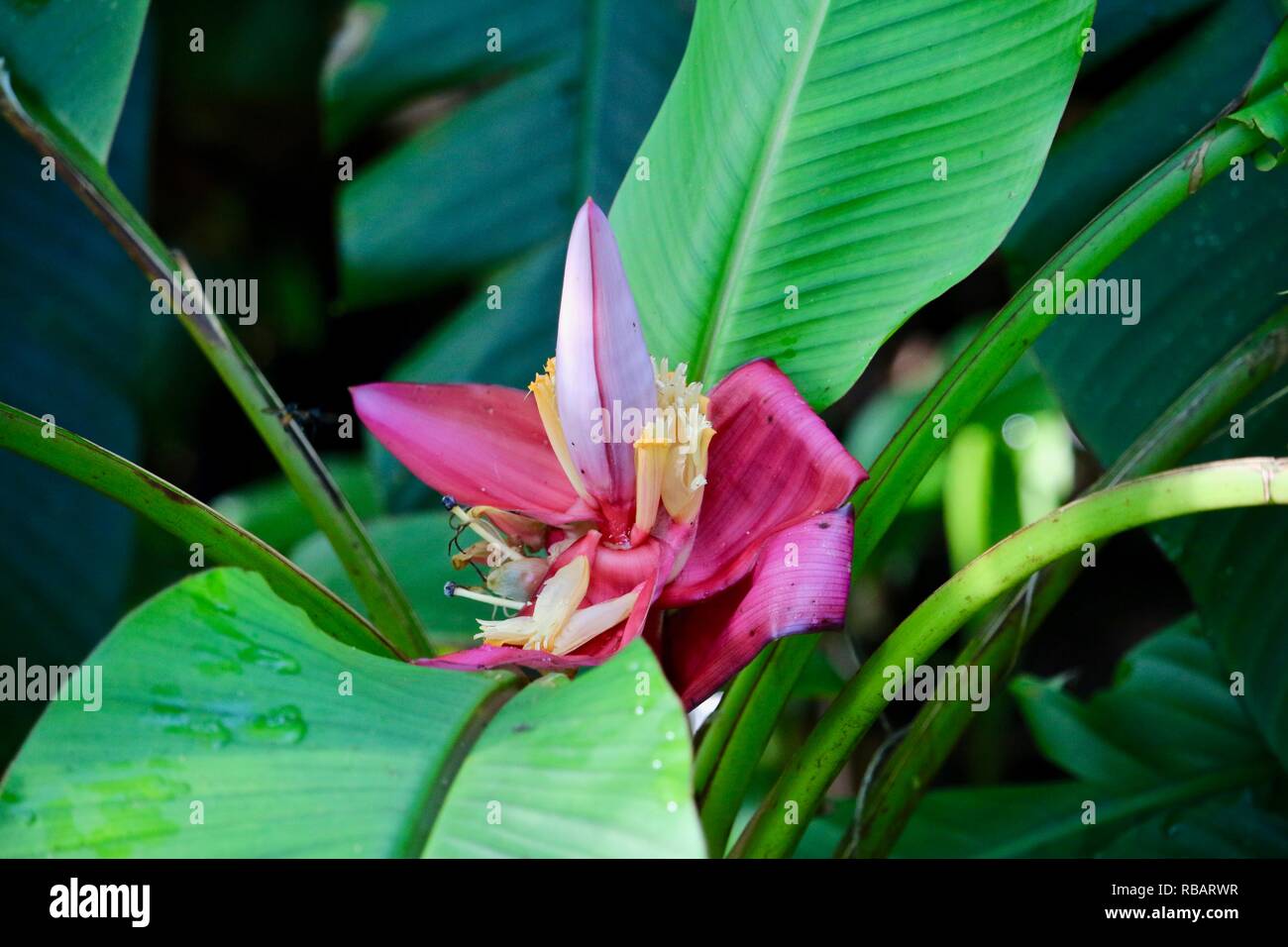 Banana flowers hi-res stock photography and images - Alamy