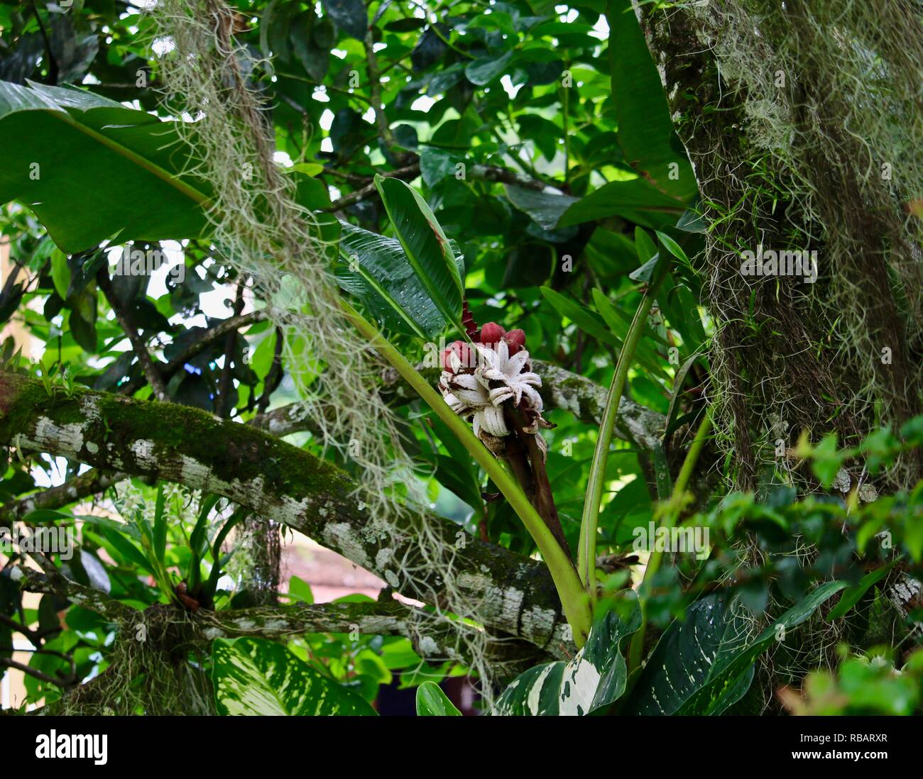 Hanging Spanish moss in lush green jungle in Costa Rica Stock Photo - Alamy